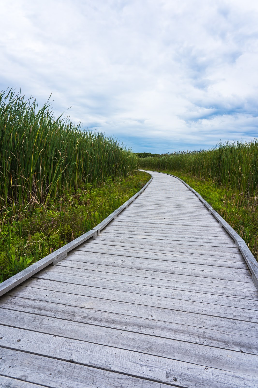 A Summer Day At Point Pelee National Park, Leamington, Ontario